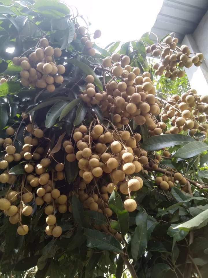 Longan fruit - Fresh longan fruit from Vietnam